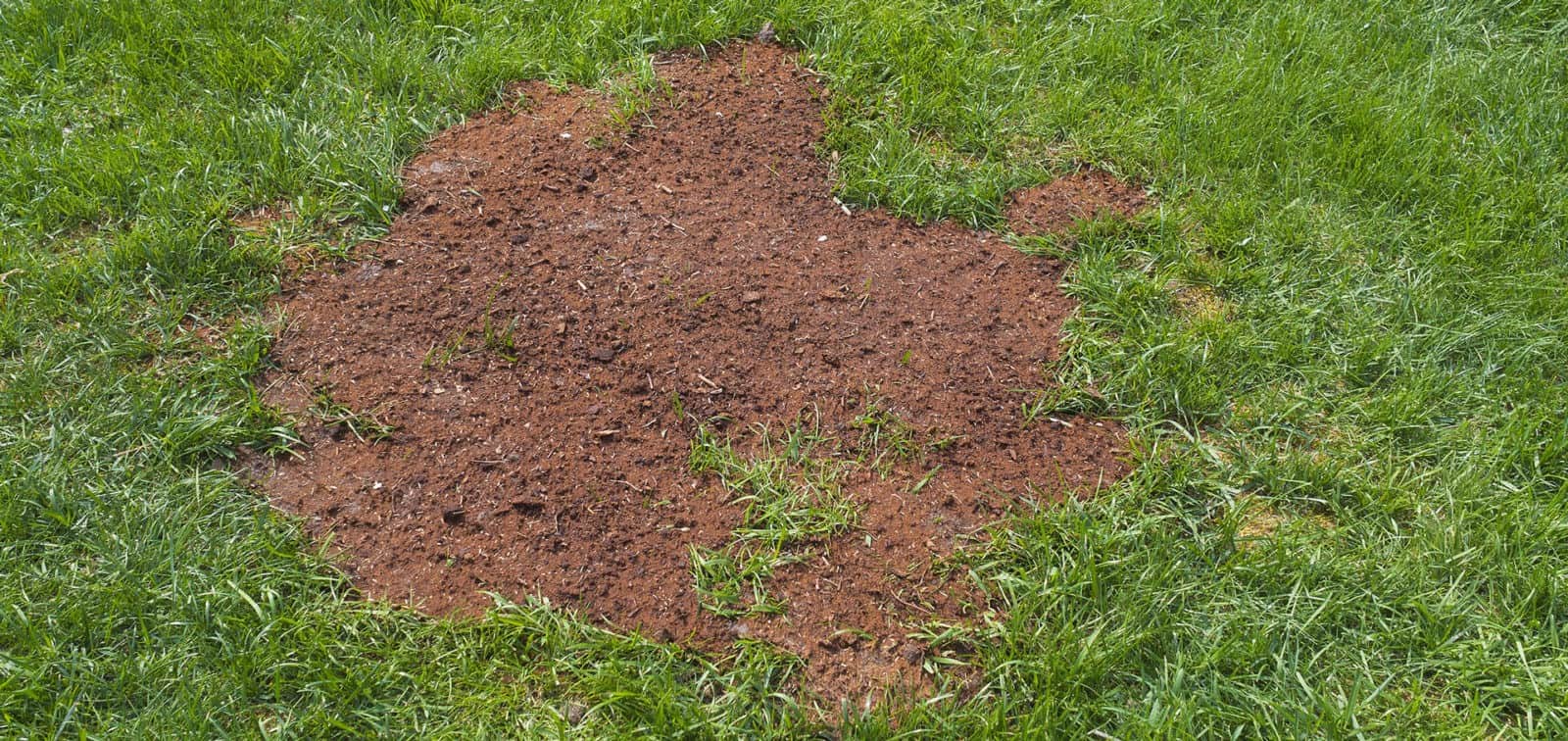 Lawn Renovation Time! Repair and Renovate Your Lawn from Summer Damage ...