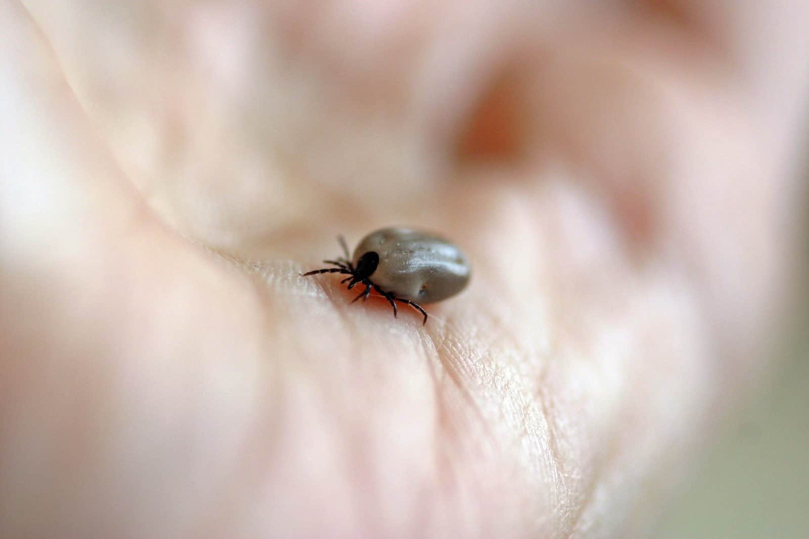 Tick Control: Tiny, Diseased Vampires. Protect Yourself. - Paradise Lawns